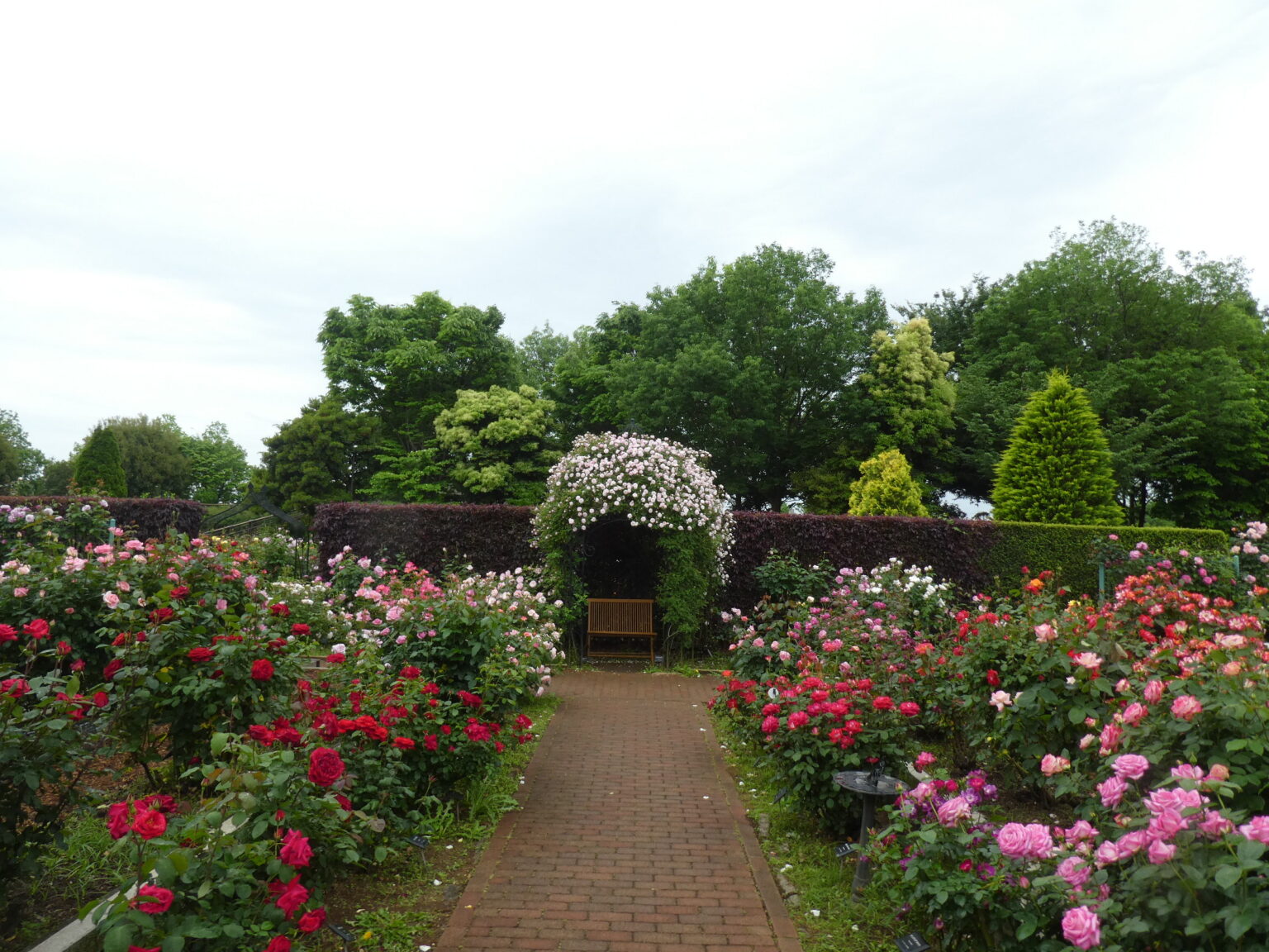 薔薇の轍（わだち）は見ごろを迎えています - 神奈川県立花と緑のふれあいセンター 花菜ガーデン